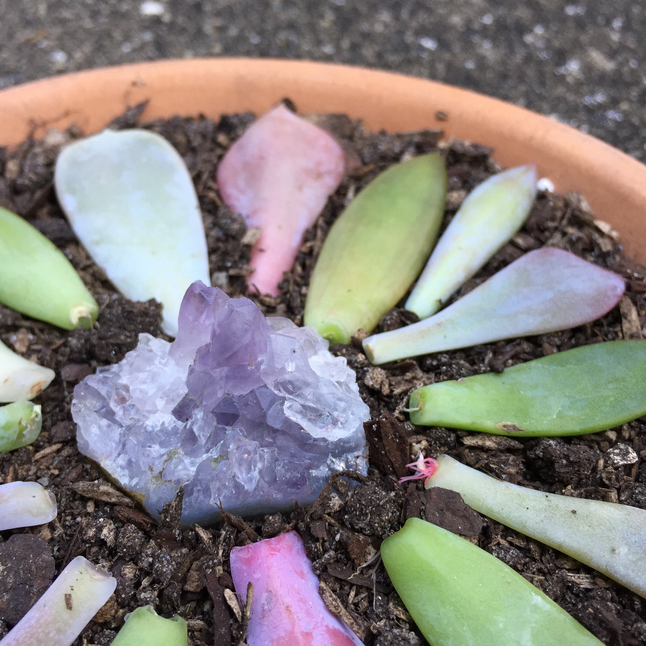 Succulent Leaf Propagation Kit – Terracotta Corner